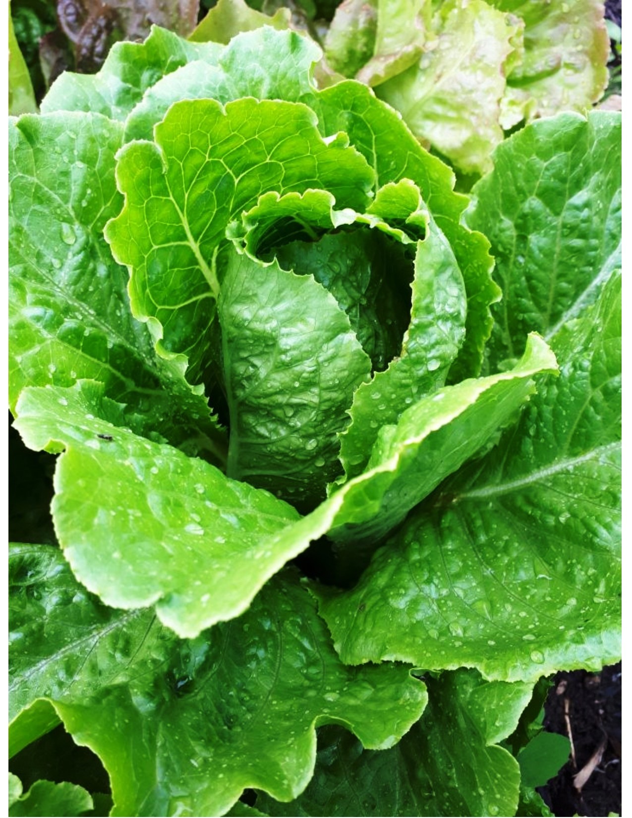 Lettuce